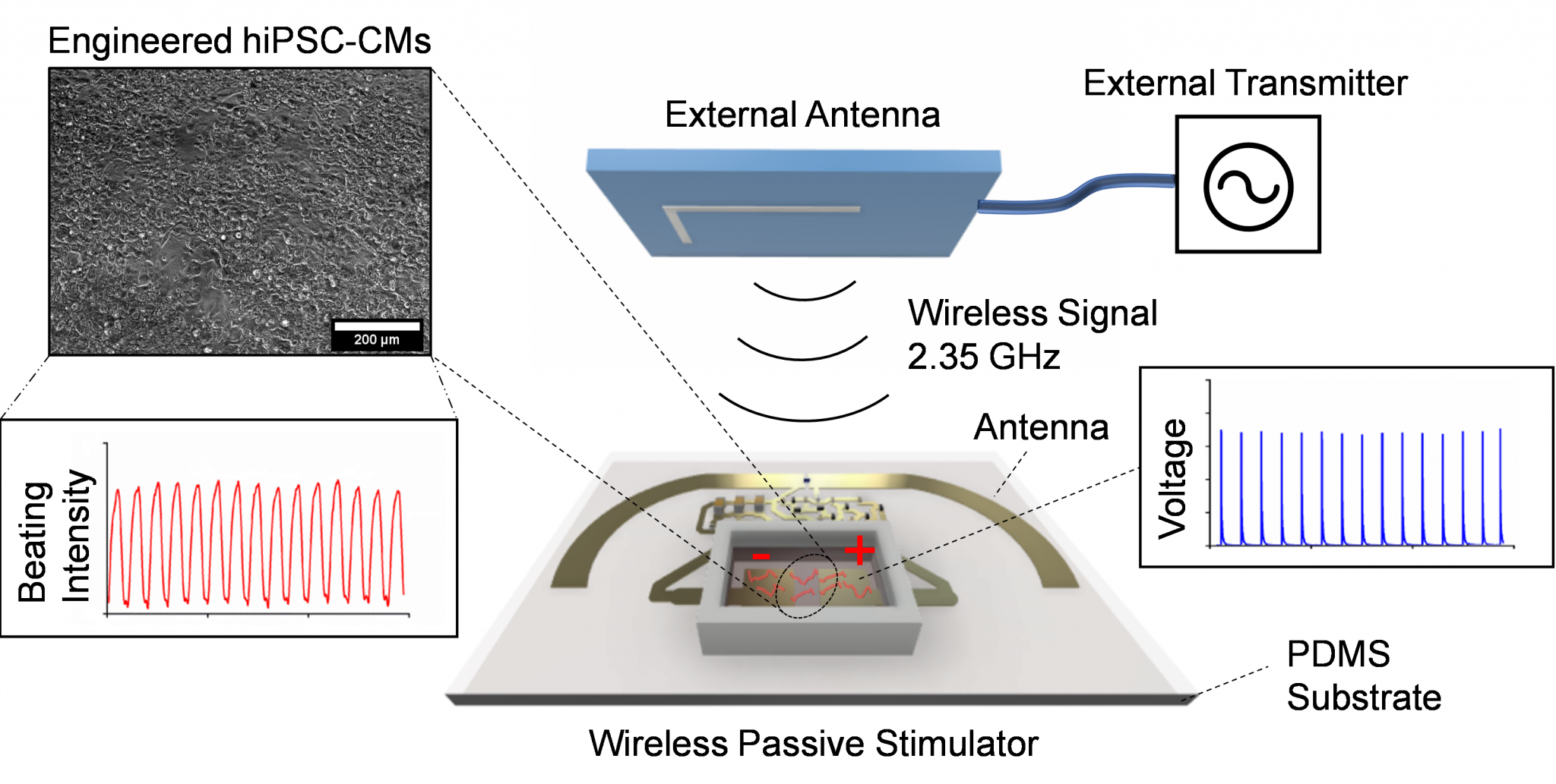 Publications – Nikkhah Lab