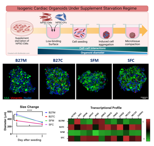Publications – Nikkhah Lab