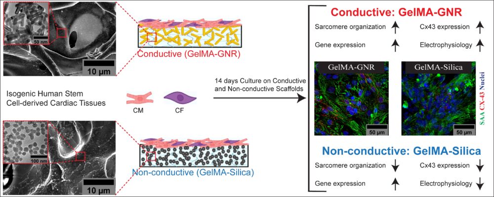 Publications – Nikkhah Lab