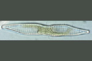 Bacillariophyceae (Diatoms) – Paul Westerhoff